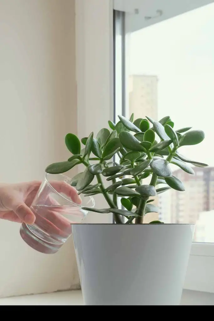 How To Care For Your Jade Plant! - With These 12 Proven Tips! - Mental ...