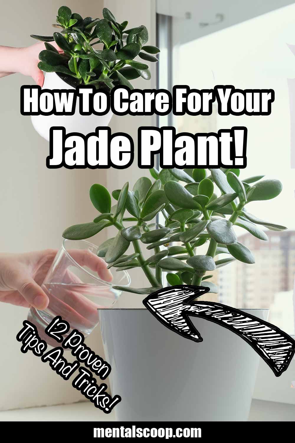 How To Care For Your Jade Plant! - With These 12 Proven Tips! - Mental ...