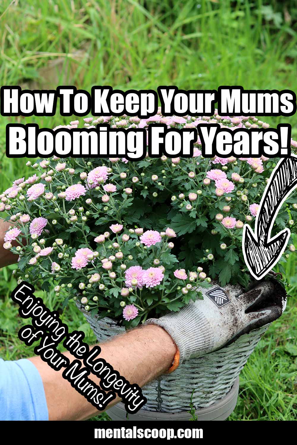 How To Keep Your Mums Blooming For Years! - Mental Scoop