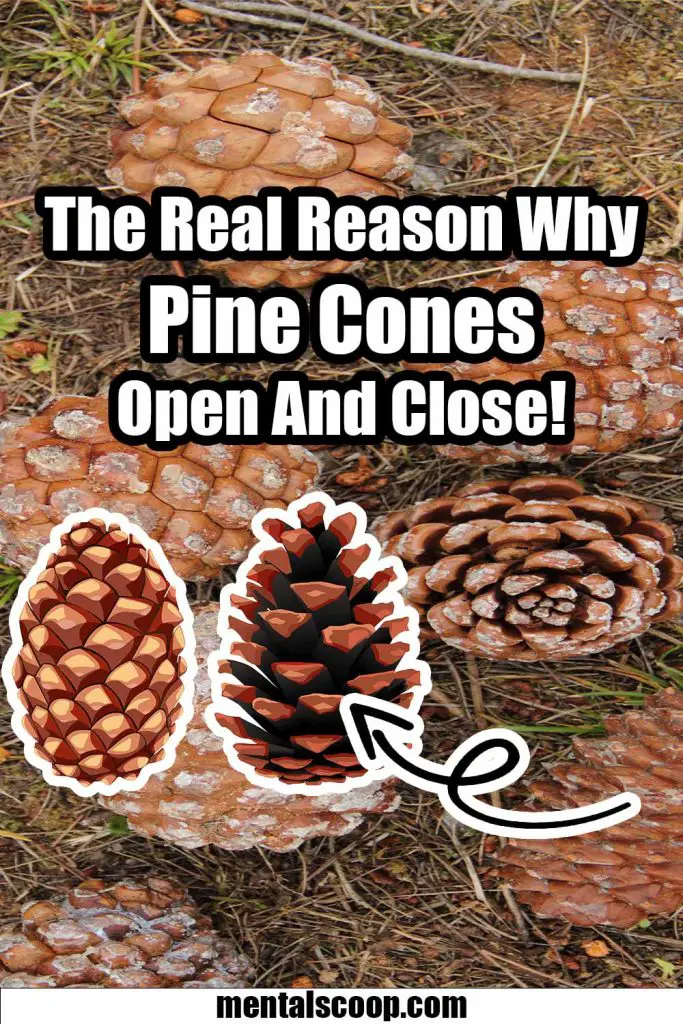 The Real Reason Why Pine Cones Open And Close! - Mental Scoop