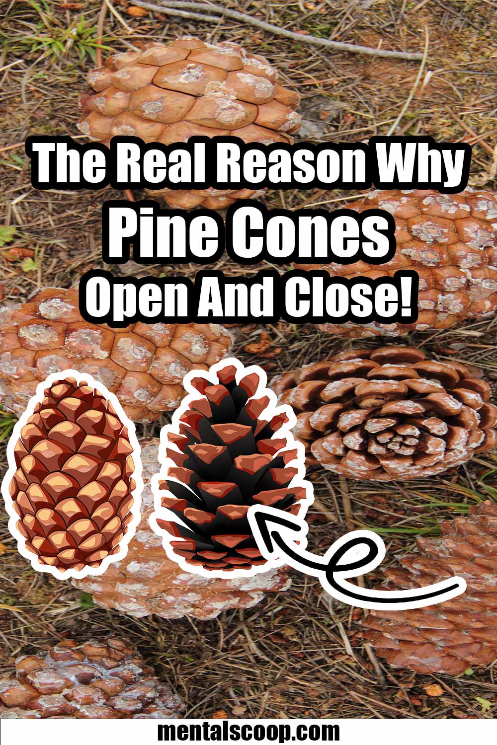 The Real Reason Why Pine Cones Open And Close! - Mental Scoop