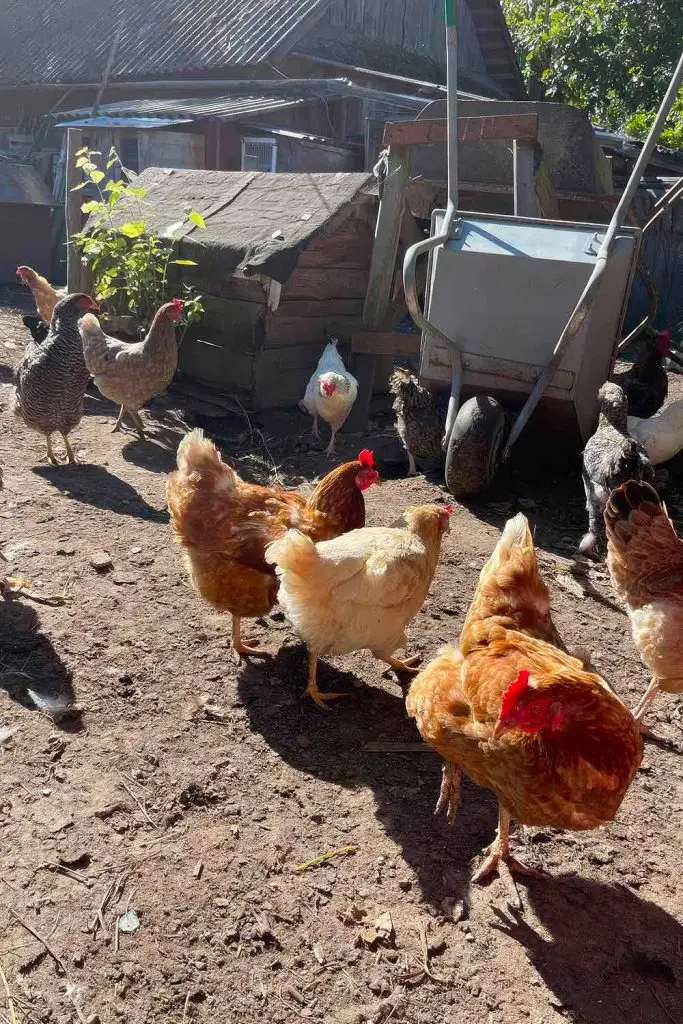 12 Jobs You Can Get Your Hens To Do For You! - Mental Scoop