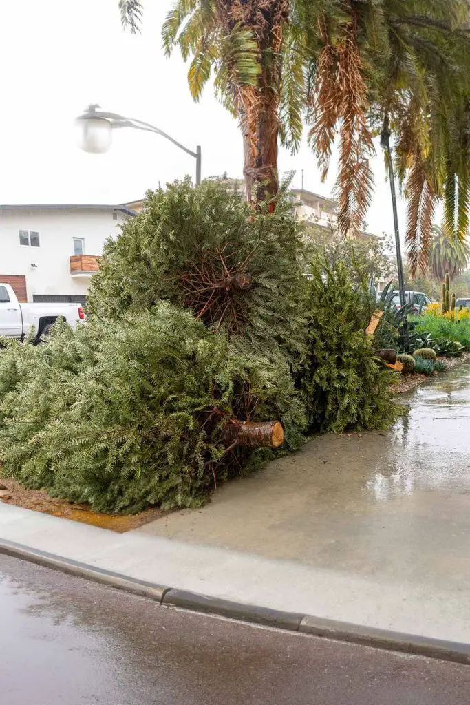 Don't Throw Your Christmas Tree In The Trash - Here Are 12 Amazing Uses ...
