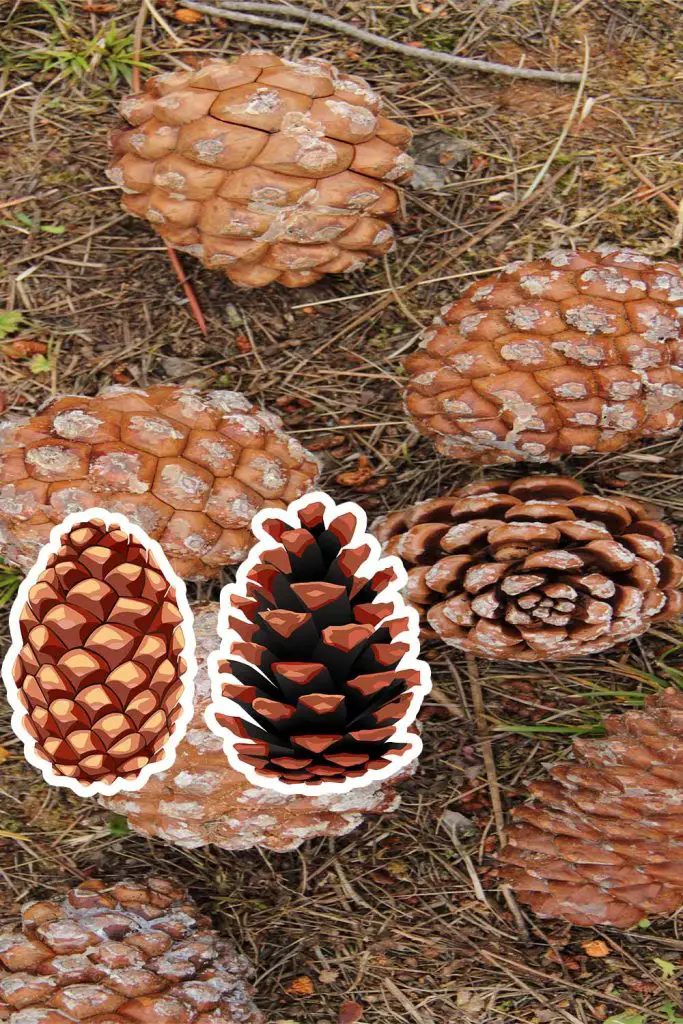 The Real Reason Why Pine Cones Open And Close! - Mental Scoop