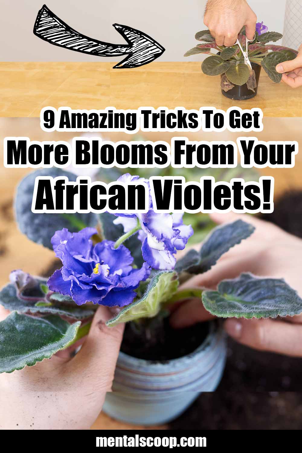 9 Amazing Tricks To Get More Blooms From Your African Violets! - Mental ...