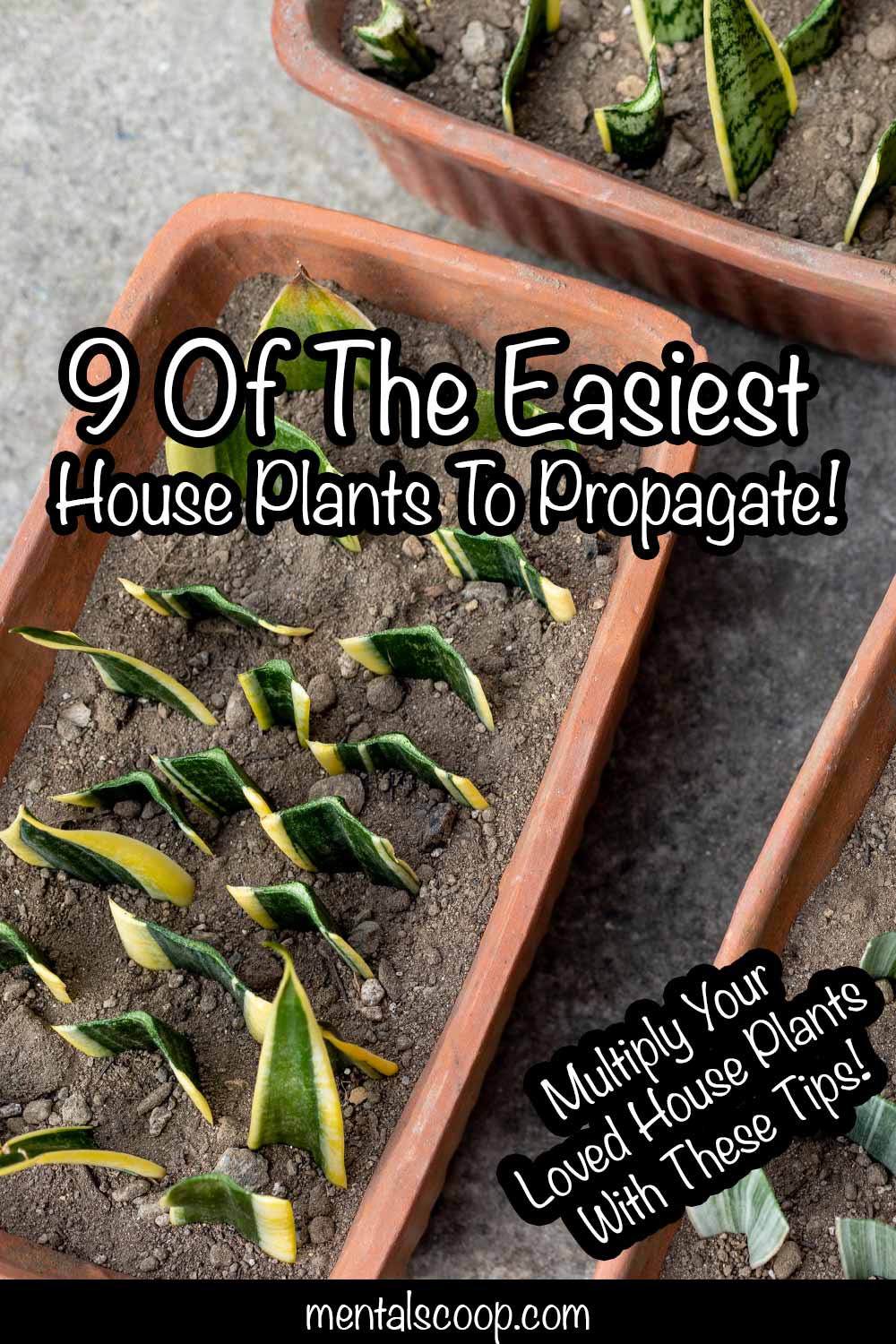 9 Of The Easiest House Plants To Propagate! - Mental Scoop
