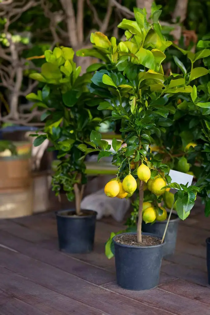 12 Of The Best Fruits To Grow In Pots! - Mental Scoop