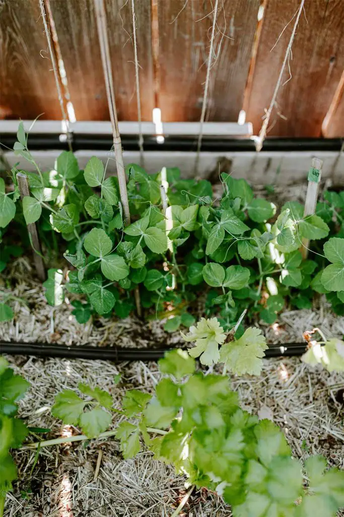 Best Vegetables To Plant In February To Ensure You Gain A Huge Yield ...