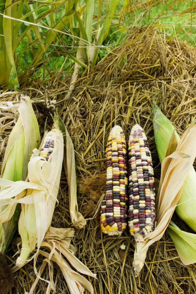 How To Grow Your Own Glass Gem Corn and Why You Should! - Mental Scoop