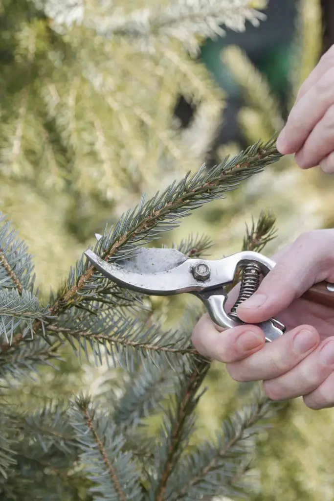 How To Take Your Own Christmas Tree Cuttings Correctly! - FunCraftyKitchen How To Take Your Own Christmas Tree Cuttings Correctly! - FunCraftyKitchen