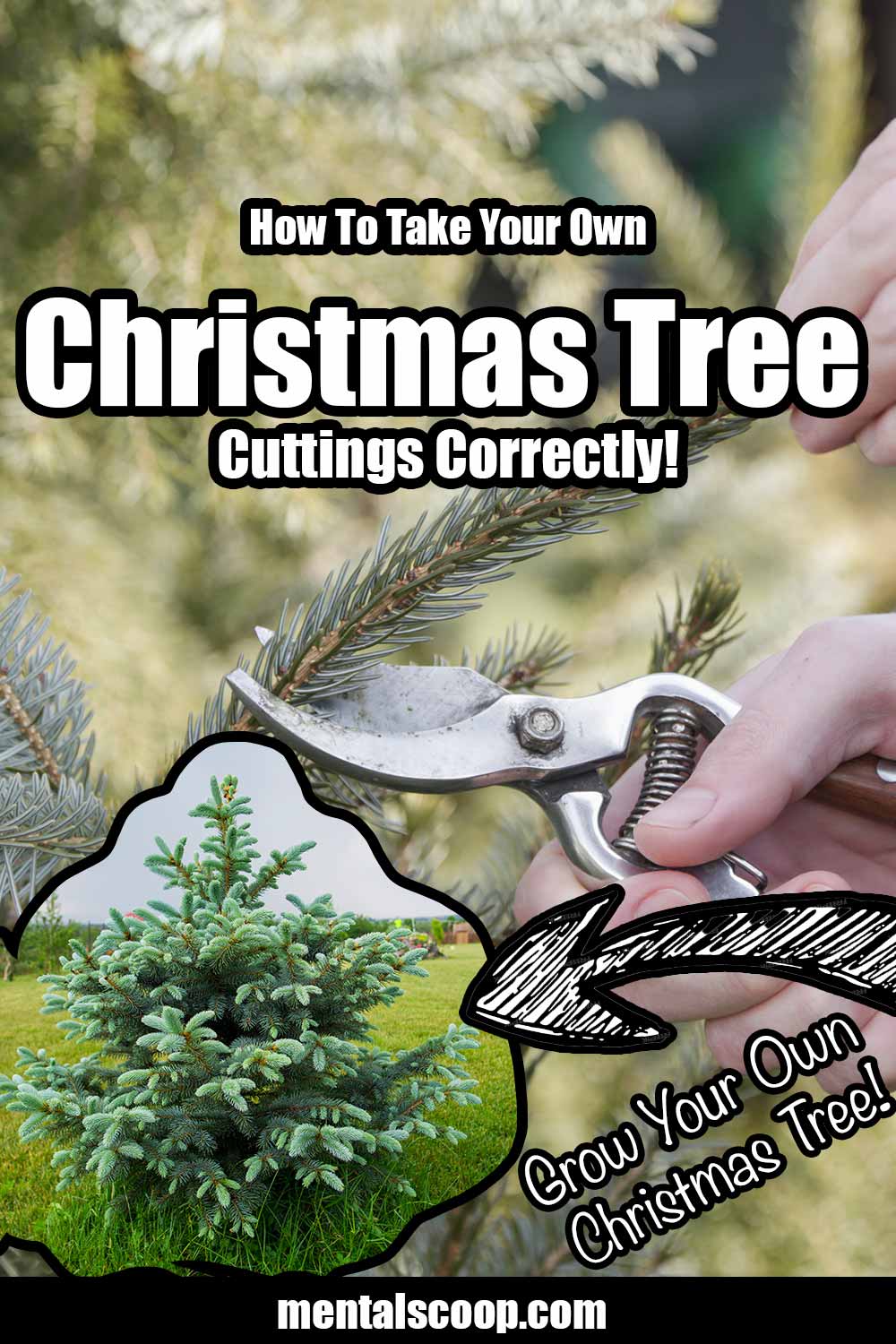 How To Take Your Own Christmas Tree Cuttings Correctly! - Mental Scoop
