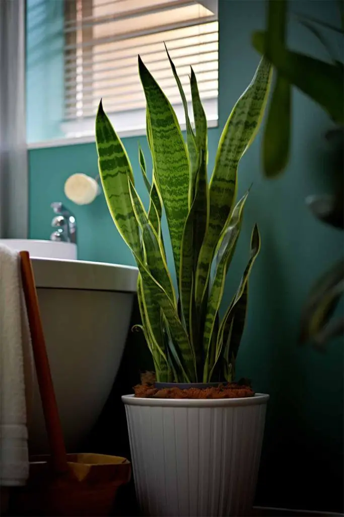 9 House Plants That Absorb Moisture In Your Bathroom - Mental Scoop