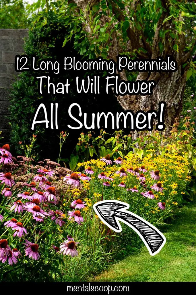 12 Long Blooming Perennials That Will Flower All Summer! - Mental Scoop