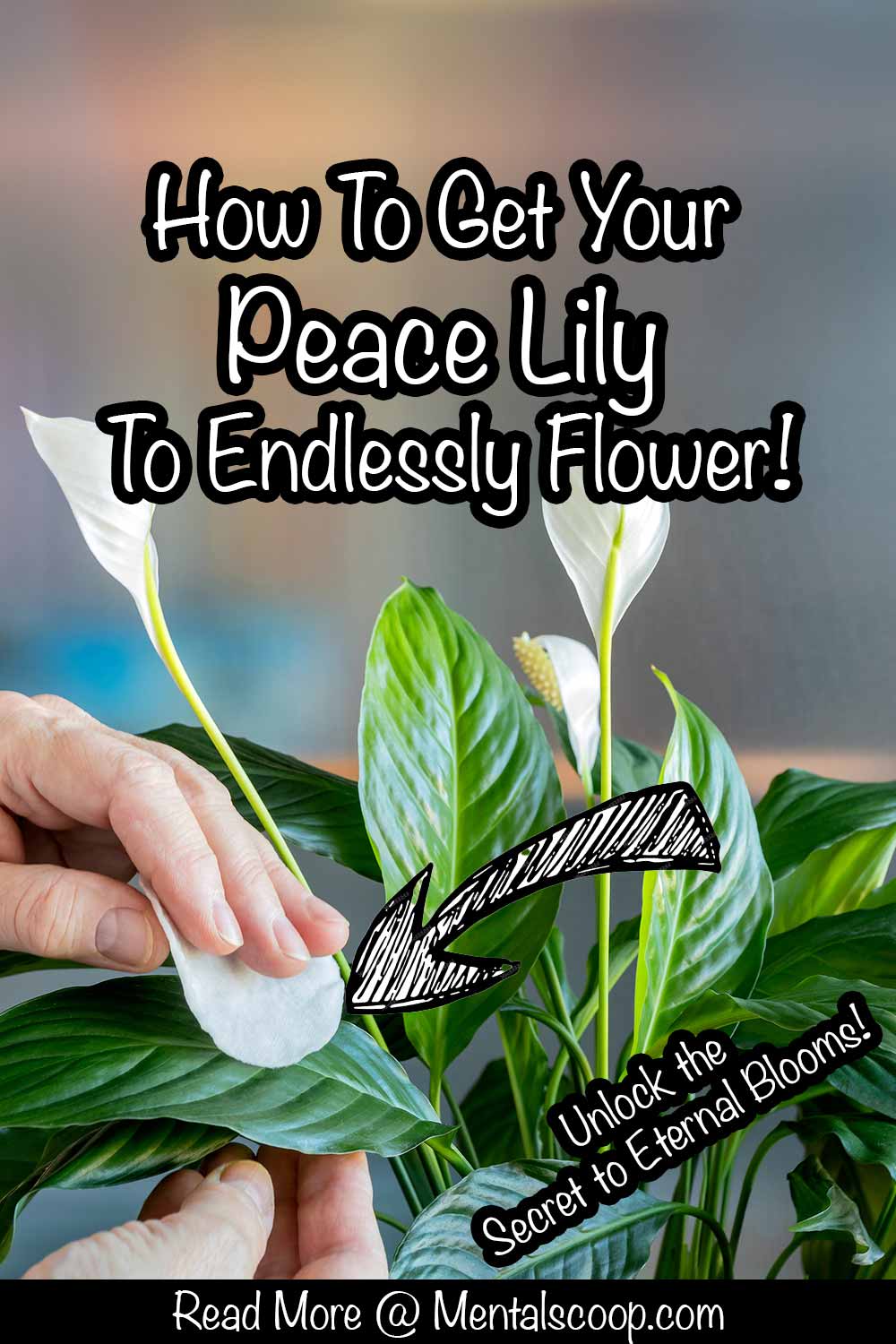How To Get Your Peace Lily To Endlessly Flower! - Mental Scoop