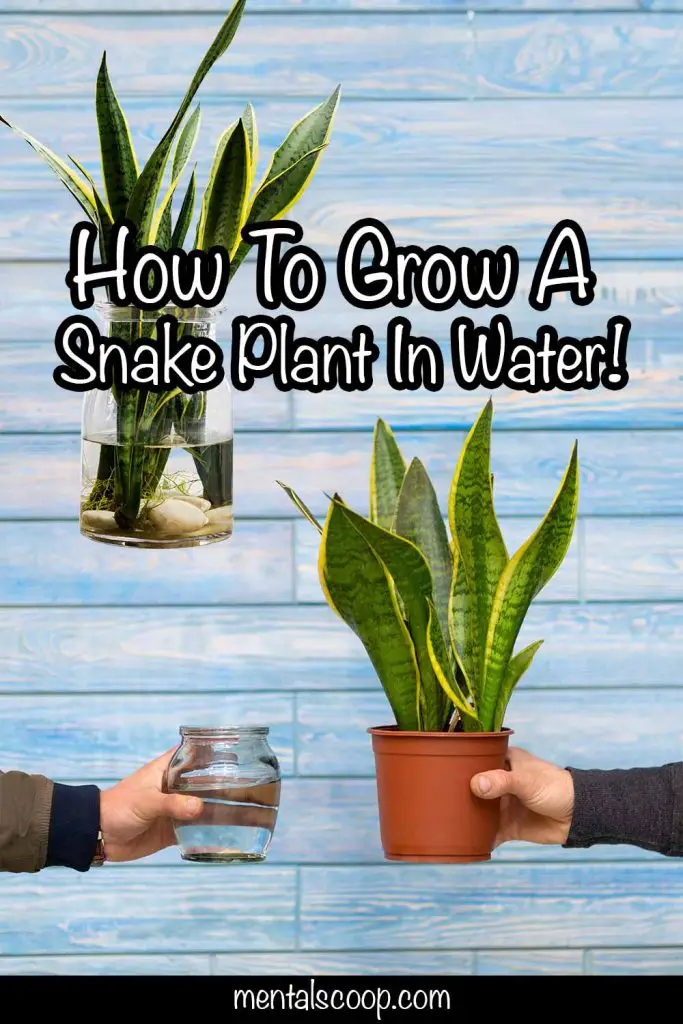 How To Grow A Snake Plant In Water! - Mental Scoop