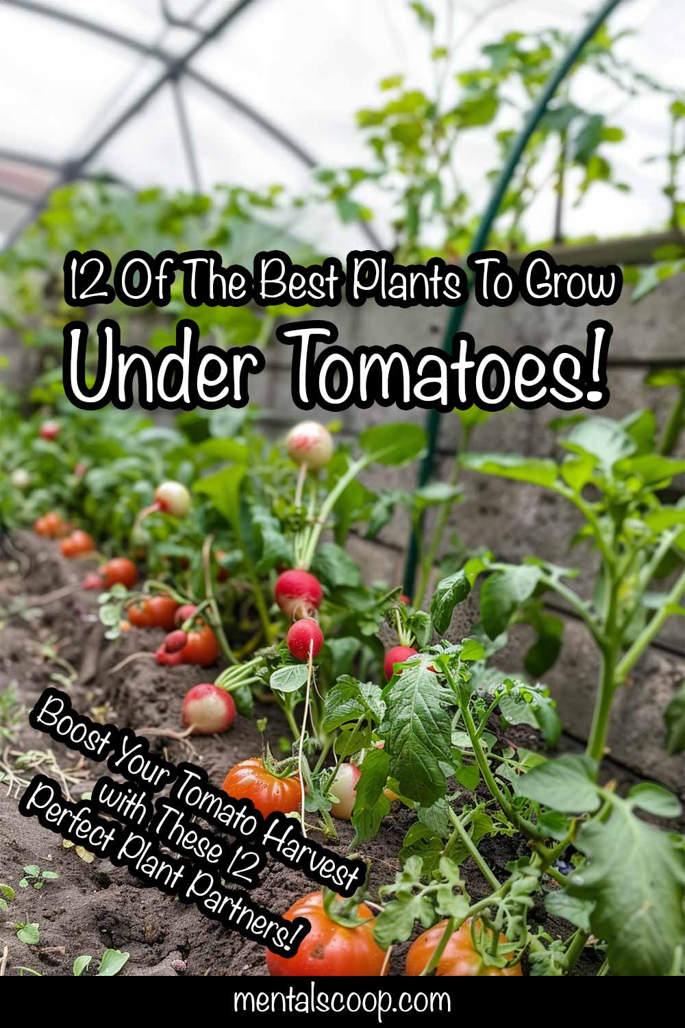 12 Of The Best Plants To Grow Under Tomatoes! - Mental Scoop