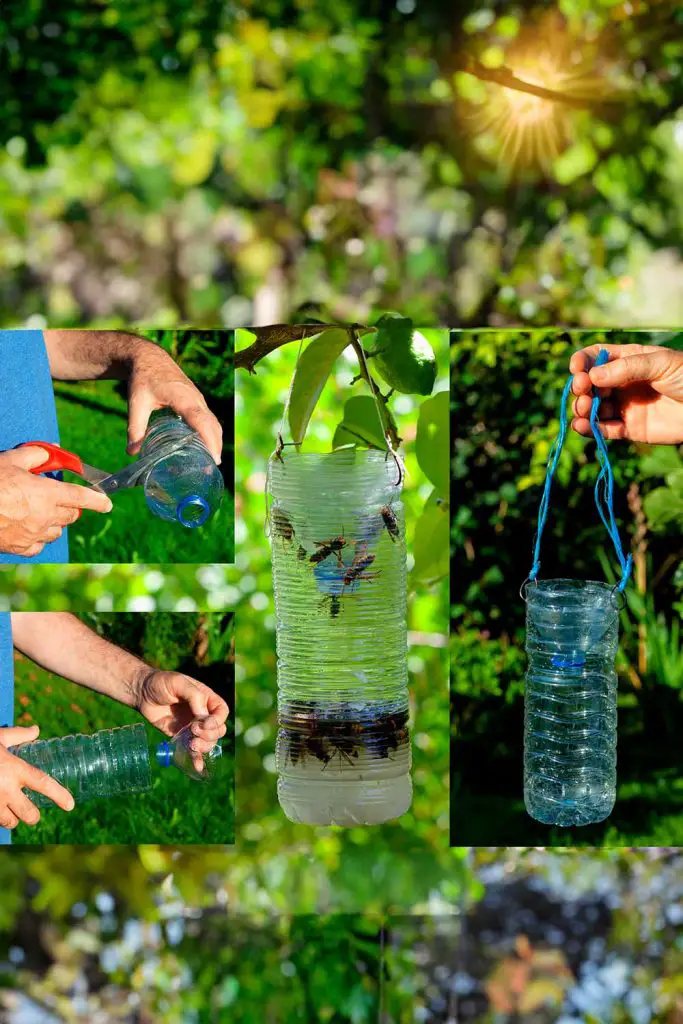 Easy DIY Non-Toxic Wasp Trap! - Mental Scoop