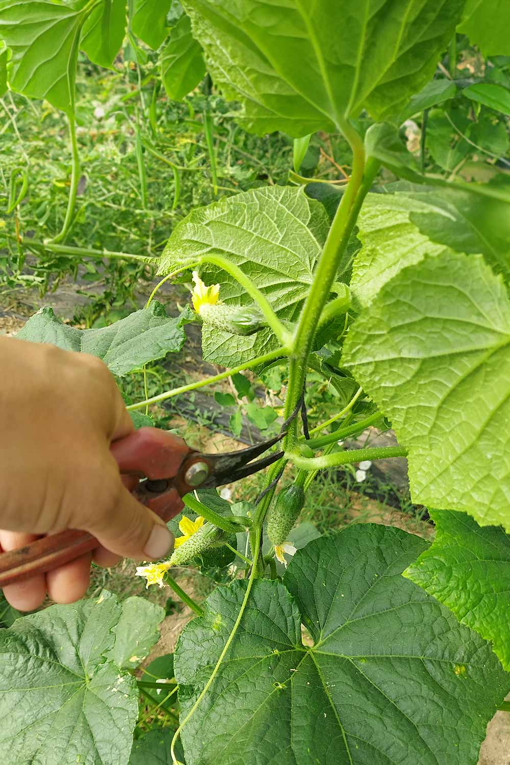 Default How To Correctly Prune Your Cucumbers And Why You Should Do It