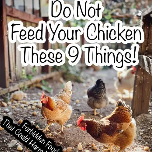 Treats You Can Feed Your Chickens This Winter! - Mental Scoop