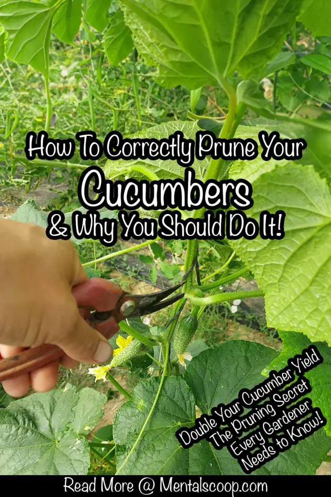 How To Correctly Prune Your Cucumbers And Why You Should Do It ...