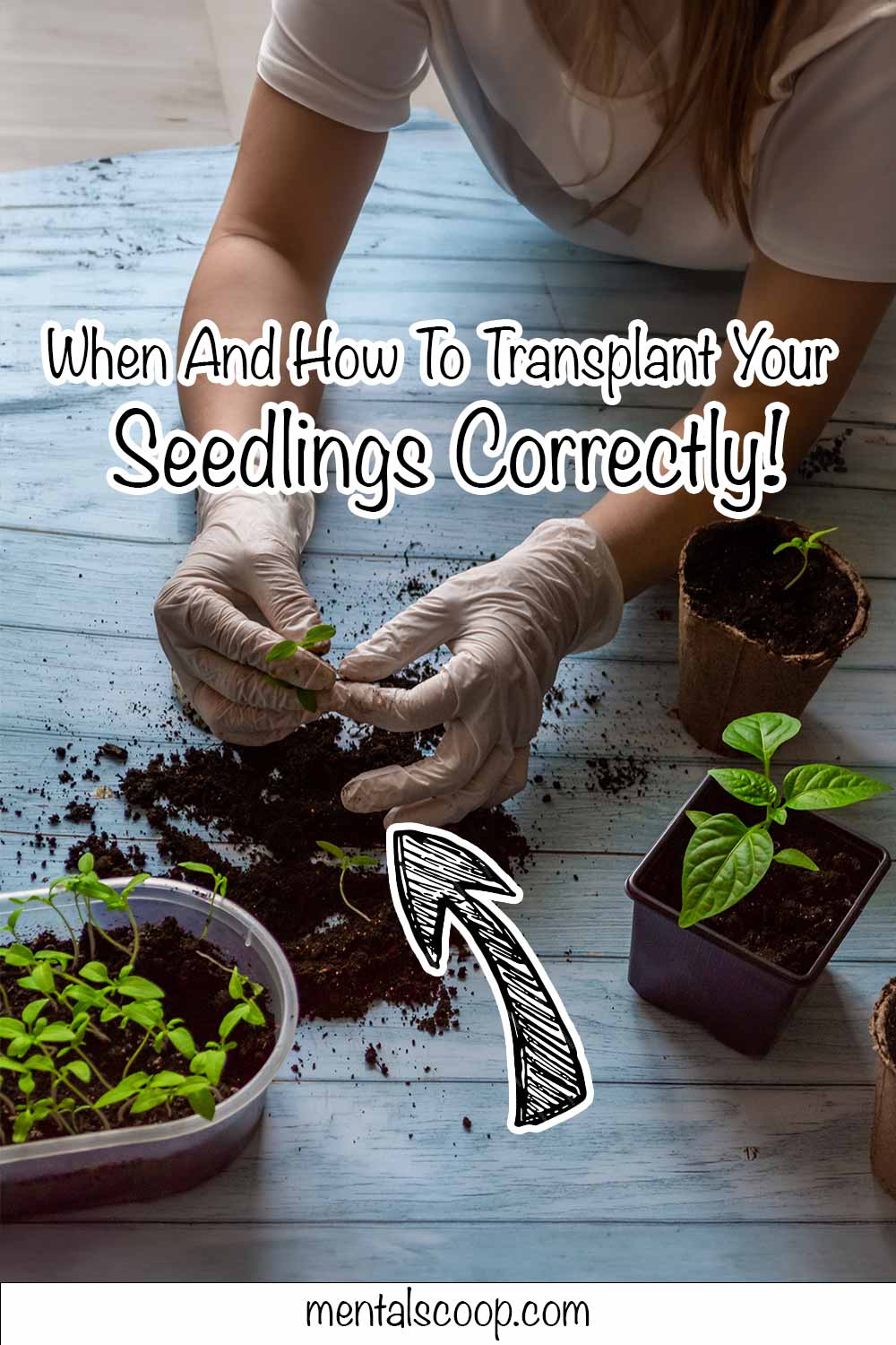 When And How To Transplant Your Seedlings Correctly! - Mental Scoop