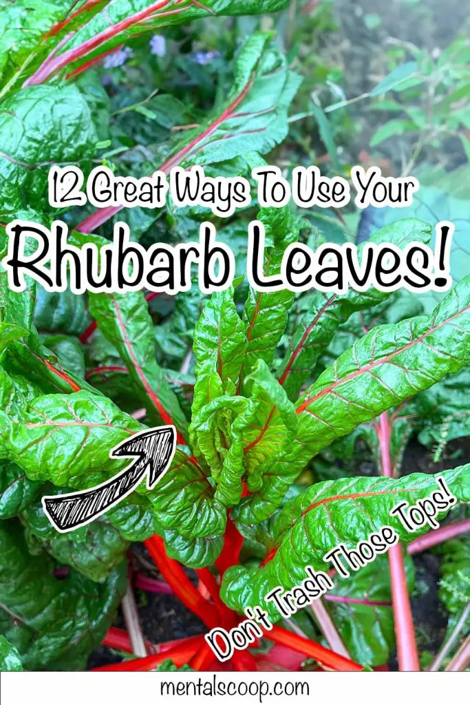 12 Great Ways To Use Your Rhubarb Leaves! - Mental Scoop