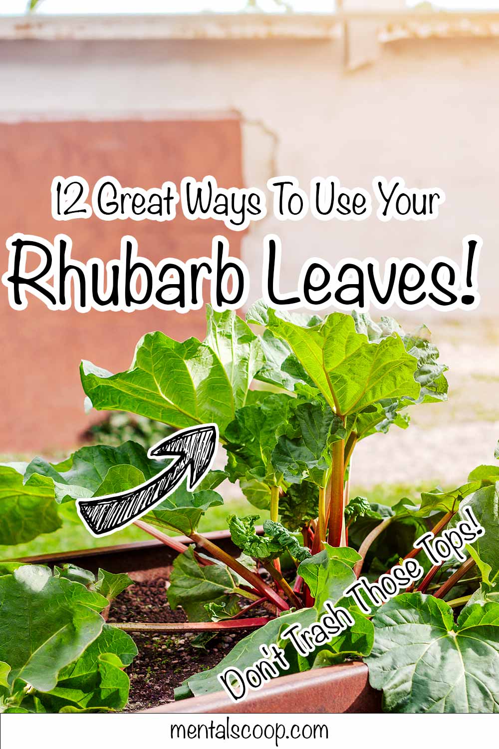 12 Great Ways To Use Your Rhubarb Leaves! - Mental Scoop