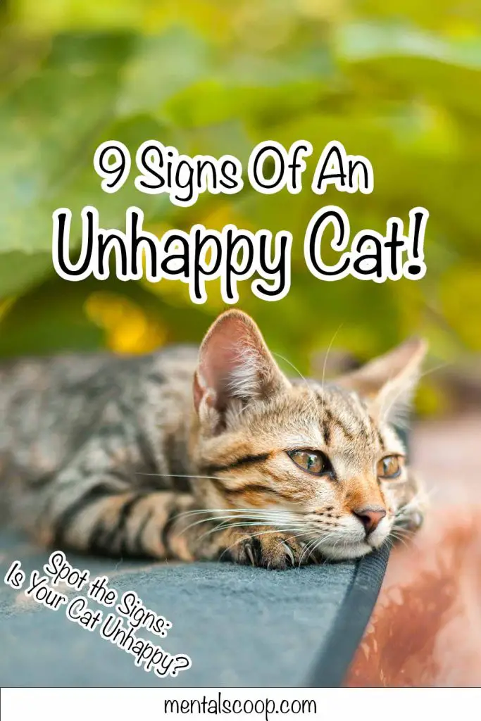 9 Signs Of An Unhappy Cat! - Mental Scoop