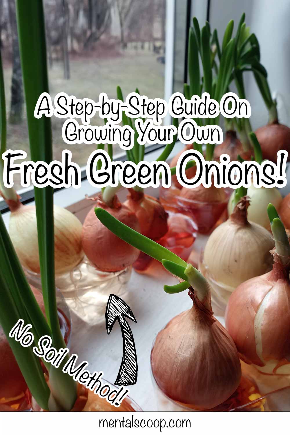 A Step-by-Step Guide On Growing Your Own Fresh Green Onions! No Soil Method! - Mental Scoop