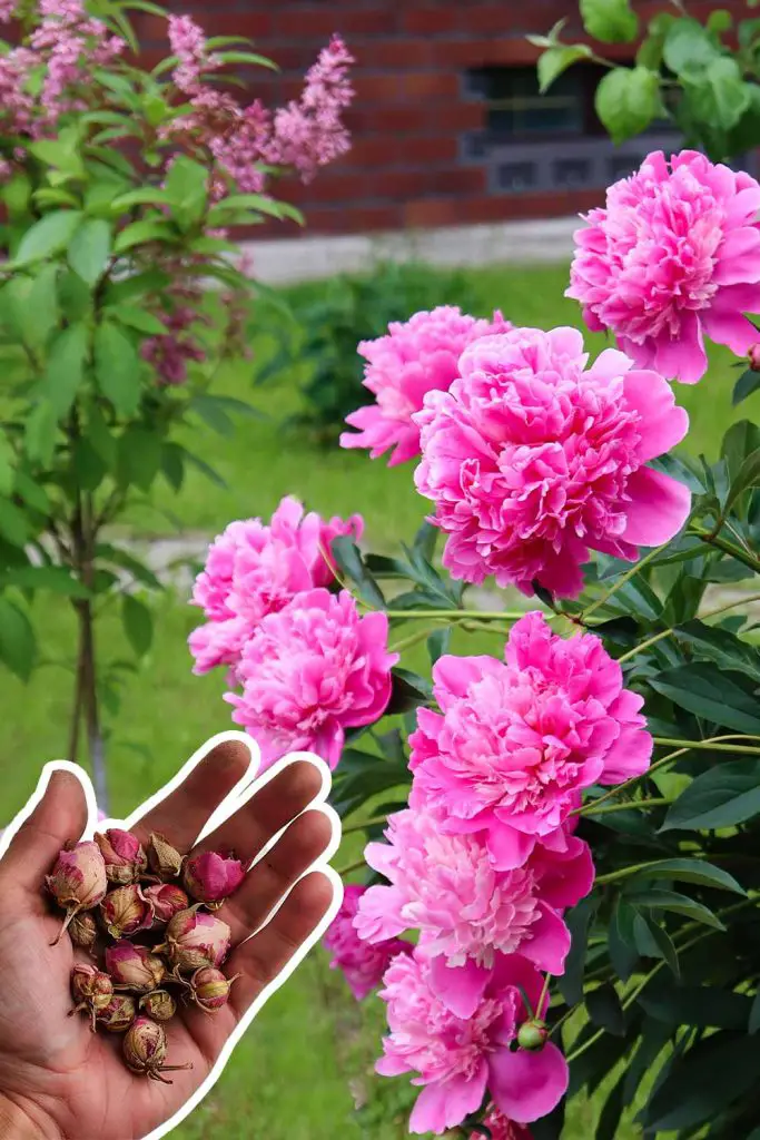 How Do You Harvest And Grow Peony Seeds Like The Professionals ...