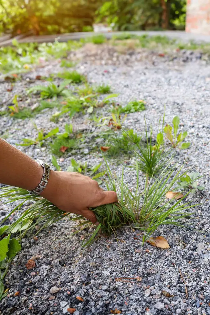 How To Get Rid Of Weeds In Rocks With This Simple DIY Spray! - Mental Scoop