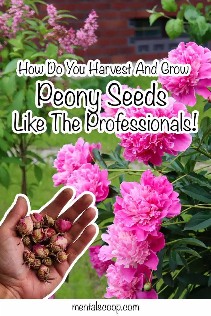 How Do You Harvest And Grow Peony Seeds Like The Professionals ...