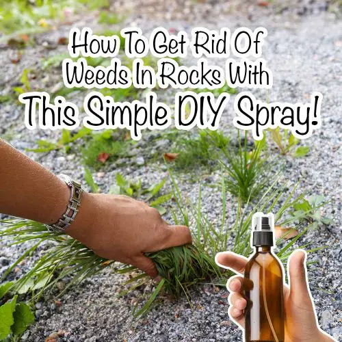 How To Remove The Haze From Your Windshield With This Simple Solution! - Mental Scoop