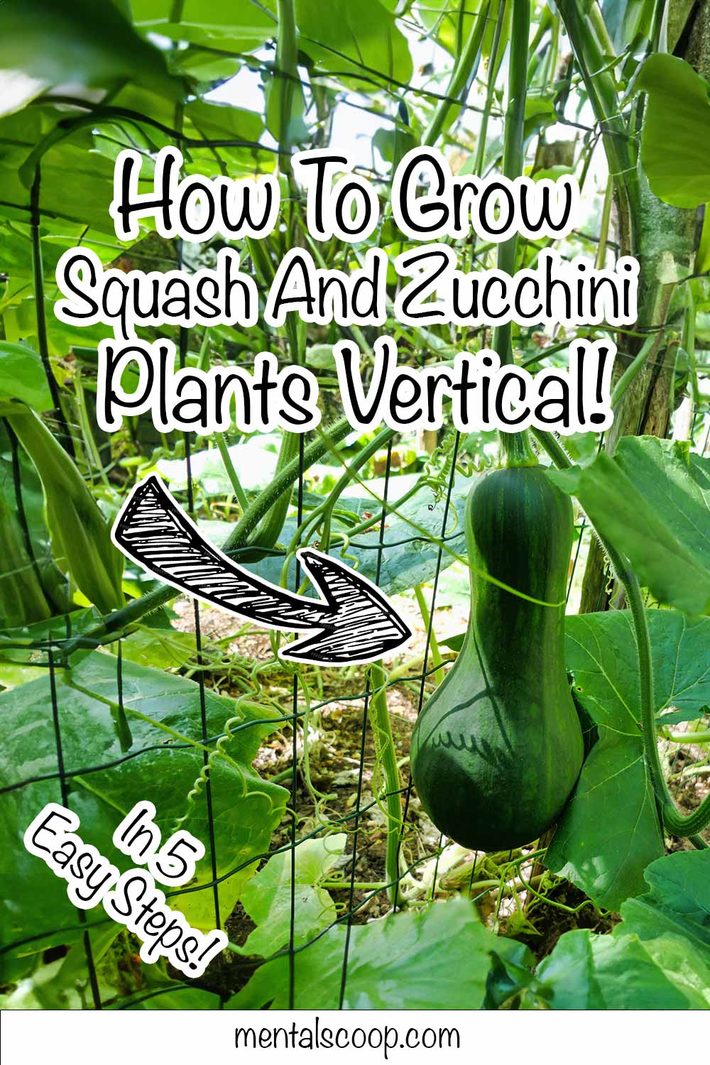 How To Grow Squash And Zucchini Plants Vertical! - Mental Scoop