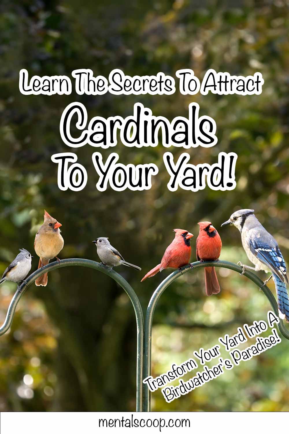 Learn The Secrets To Attract Cardinals To Your Yard! - Mental Scoop
