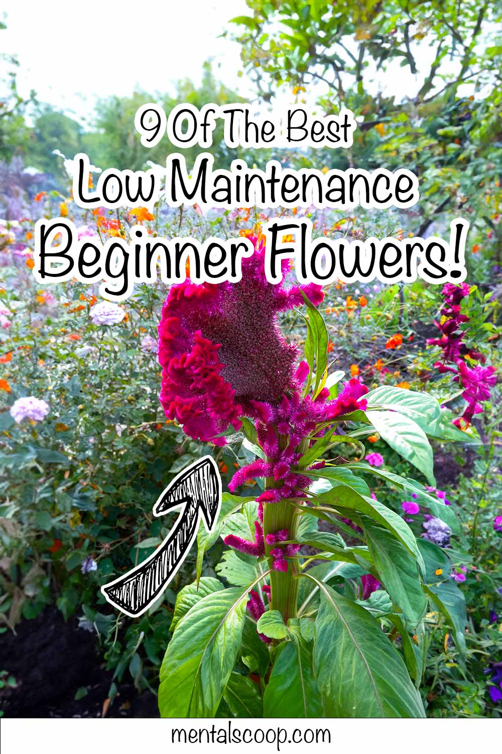 9 Of The Best Low Maintenance Beginner Flowers! - Mental Scoop