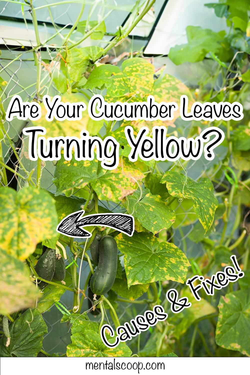 Are Your Cucumber Leaves Turning Yellow? - Mental Scoop