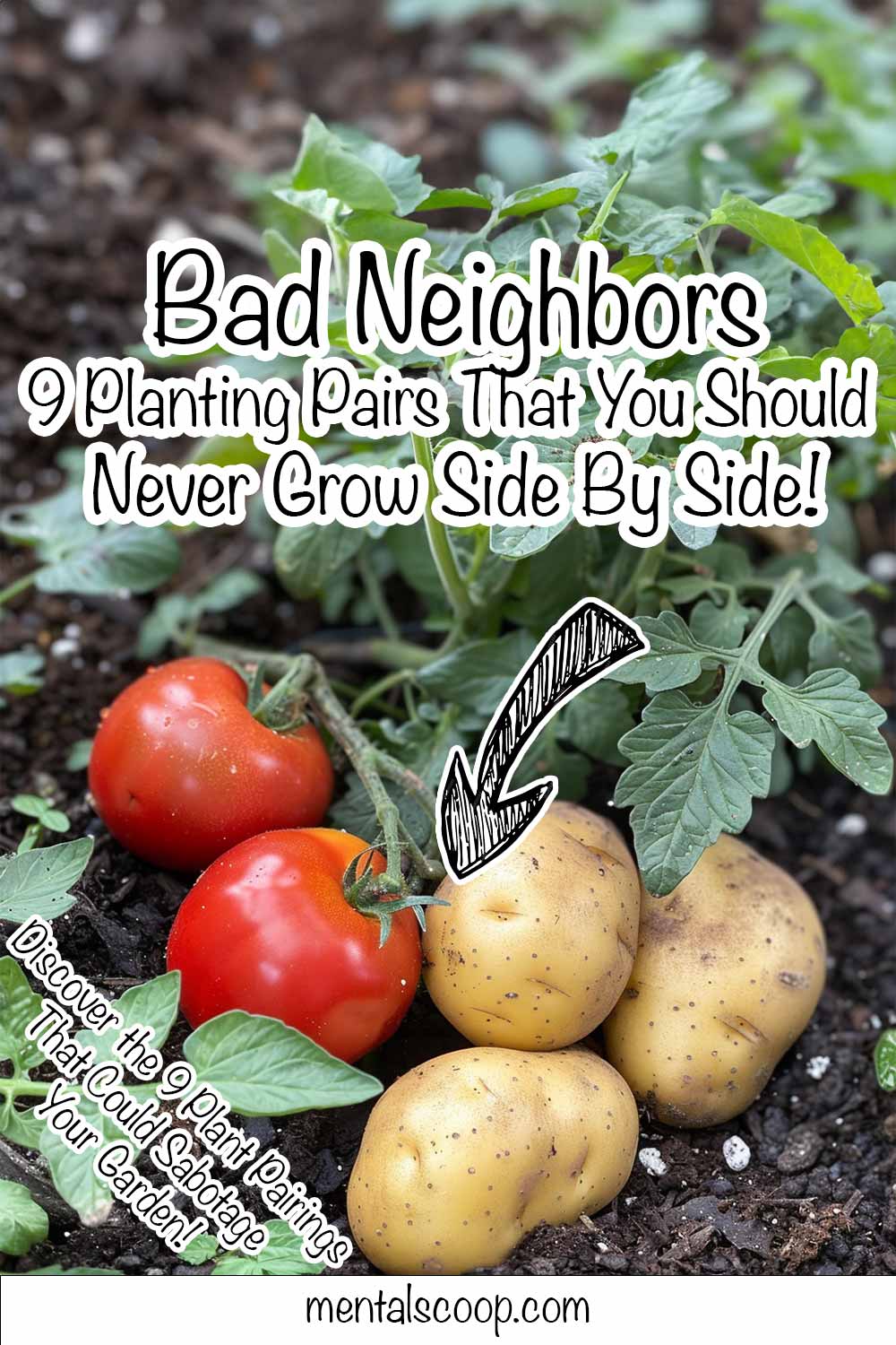 Bad Neighbors - 9 Planting Pairs That You Should Never Grow Side By ...