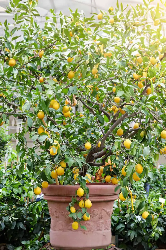 How To Grow A Lemon Tree In A Pot That Actually Produces Lemons ...
