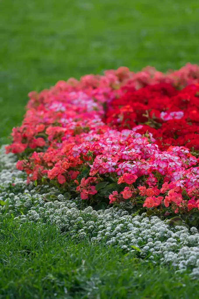 How To Keep Your Geraniums Blooming All Summer With 9 Easy Tricks ...