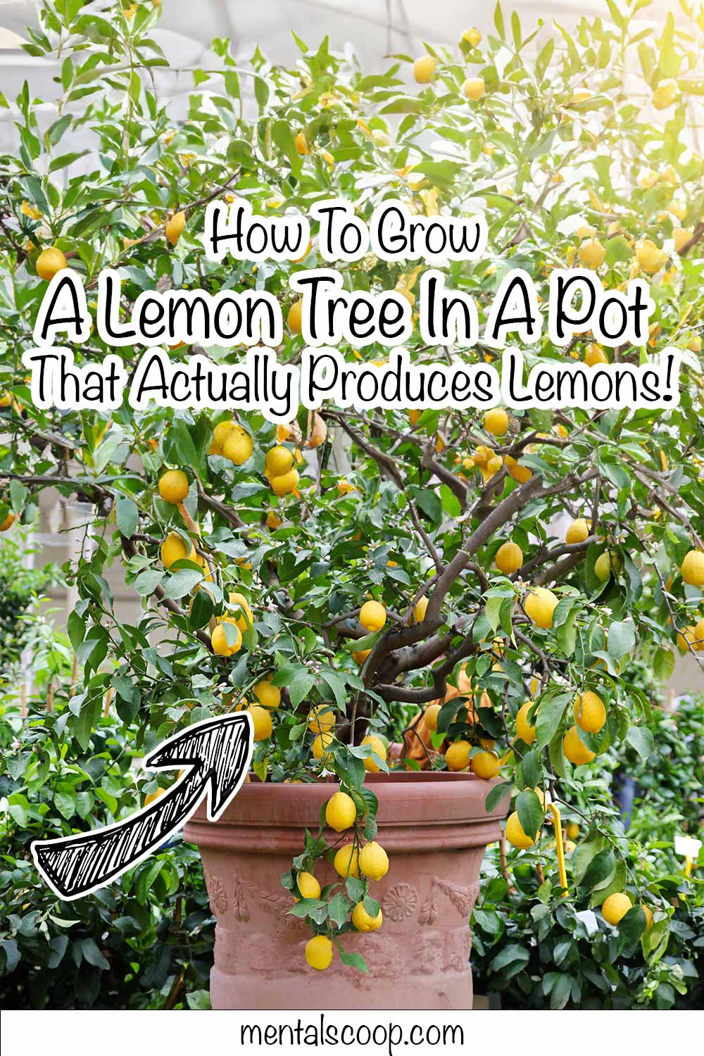 How To Grow A Lemon Tree In A Pot That Actually Produces Lemons! - Mental Scoop