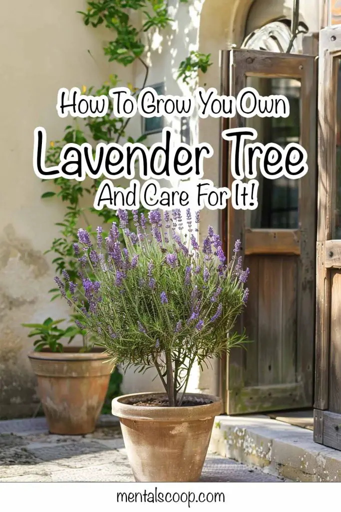 How To Grow You Own Lavender Tree & Care For It! - Mental Scoop