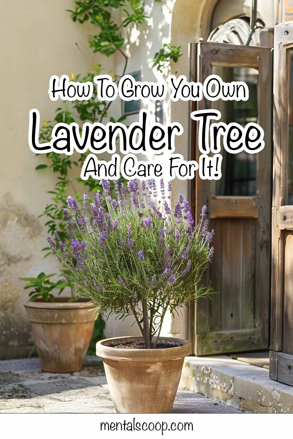 How To Grow You Own Lavender Tree & Care For It! - Mental Scoop