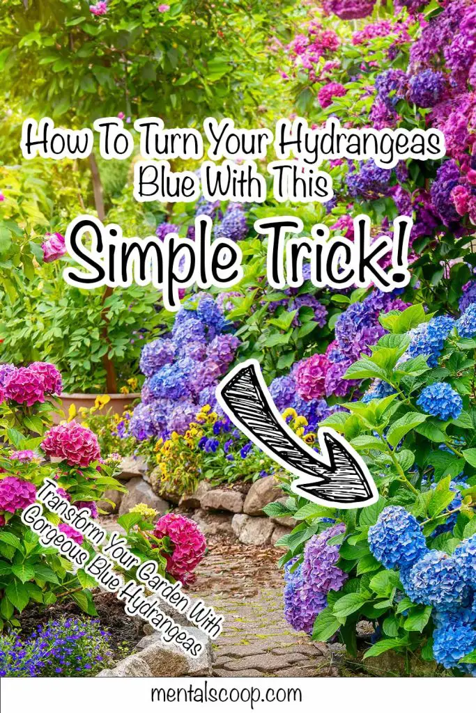 How To Turn Your Hydrangeas Blue With This Simple Trick! - Mental Scoop