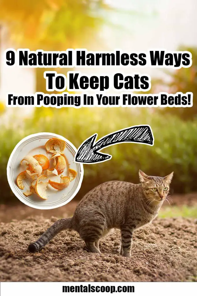 9 Natural Harmless Ways To Keep Cats From Pooping In Your Flower Beds ...