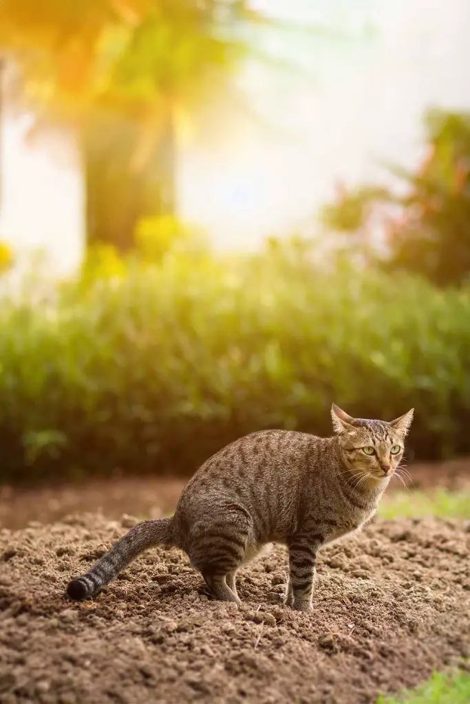 9 Natural Harmless Ways To Keep Cats From Pooping In Your Flower Beds ...