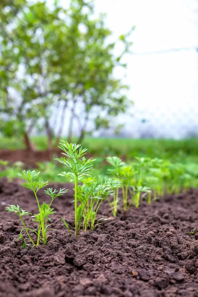 9 Seeds You Can Still Plant in July: A Gardener's Guide to Late Summer ...