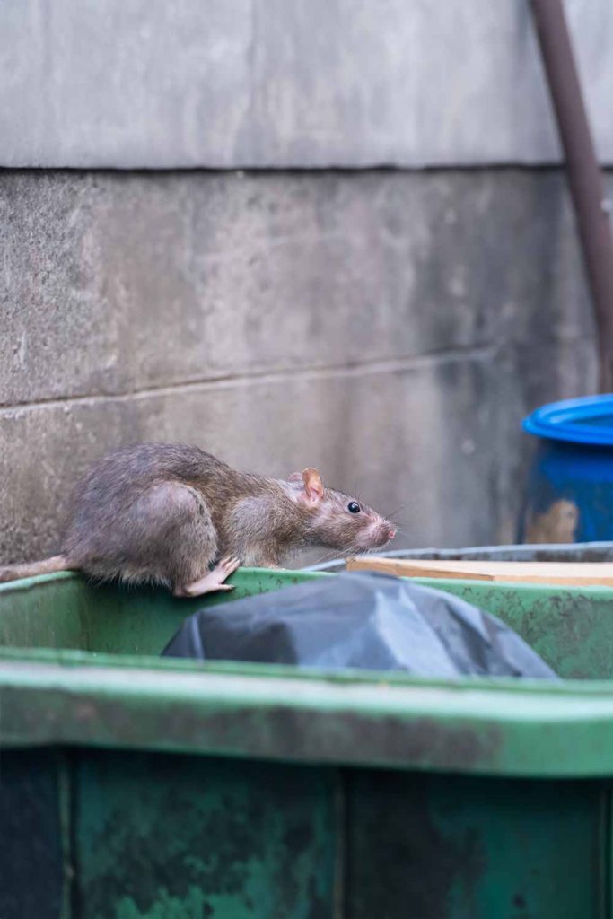 How Do You Use Salt To Get Rid Of Rats Forever! - Mental Scoop