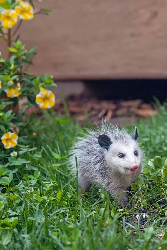 How To Attract Possums To Your Yard And Why You Should Want Them Around ...