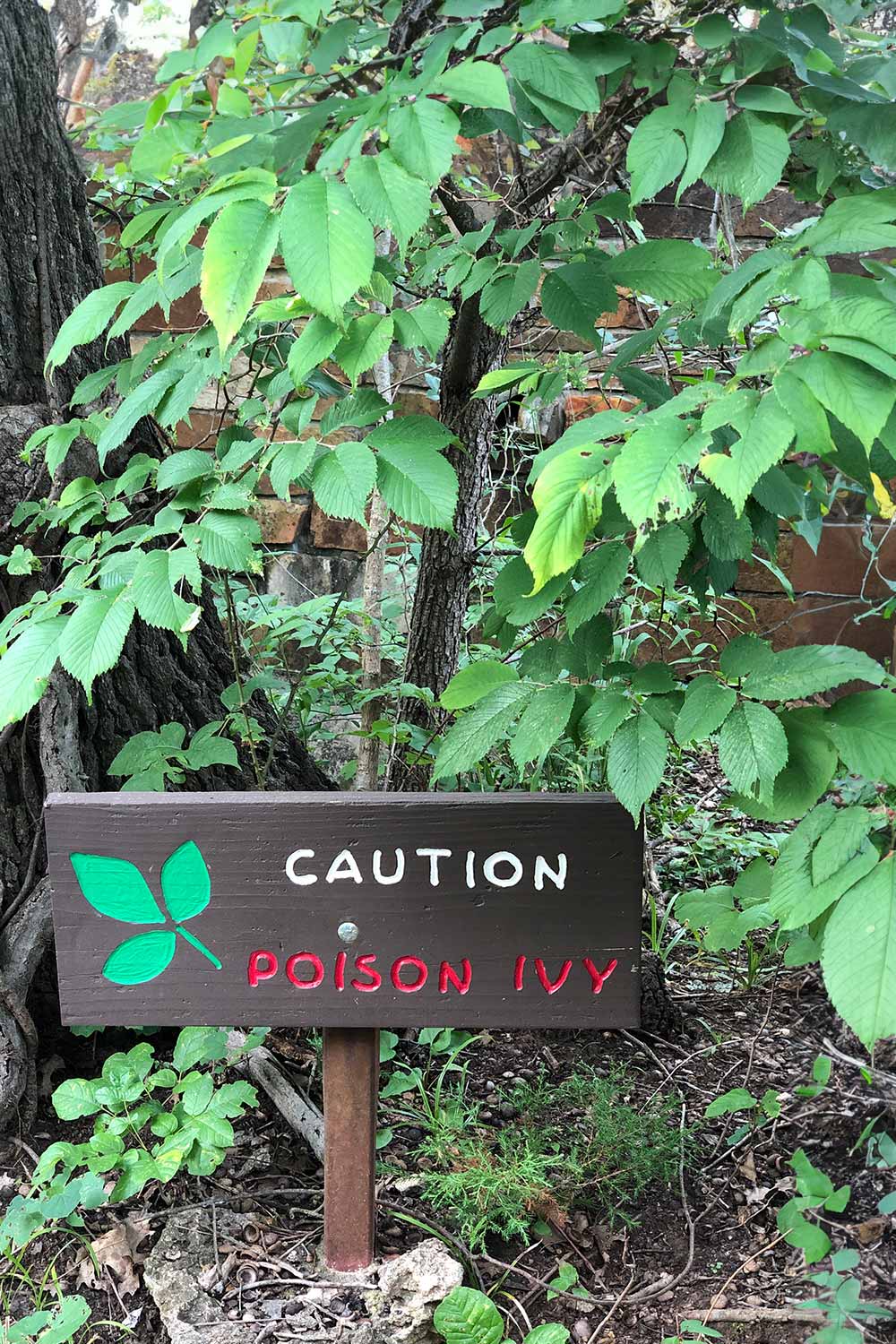 Default-How-To-Easily-Remove-Poison-Ivy-From-Your-Yard-Forever - Mental ...